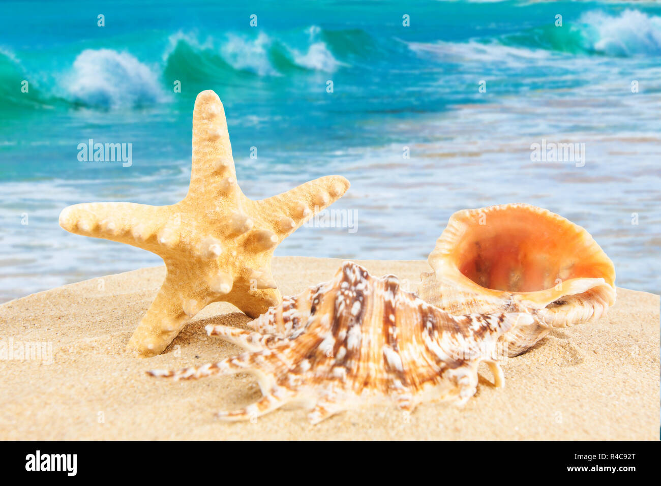 Shell on the beach Stock Photo - Alamy