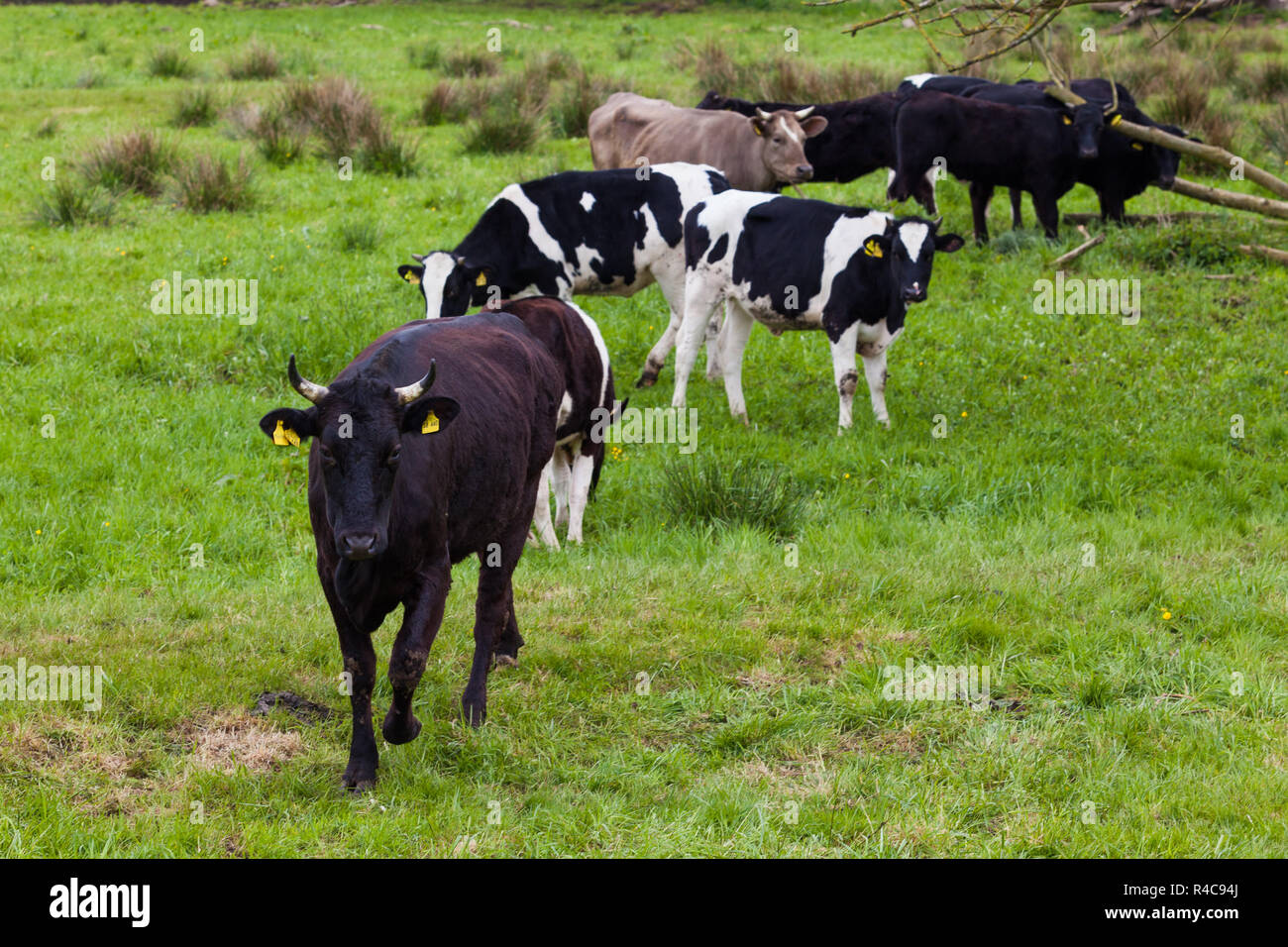 Herd of cows. Cows on a green field. cows on meadow Stock Photo - Alamy