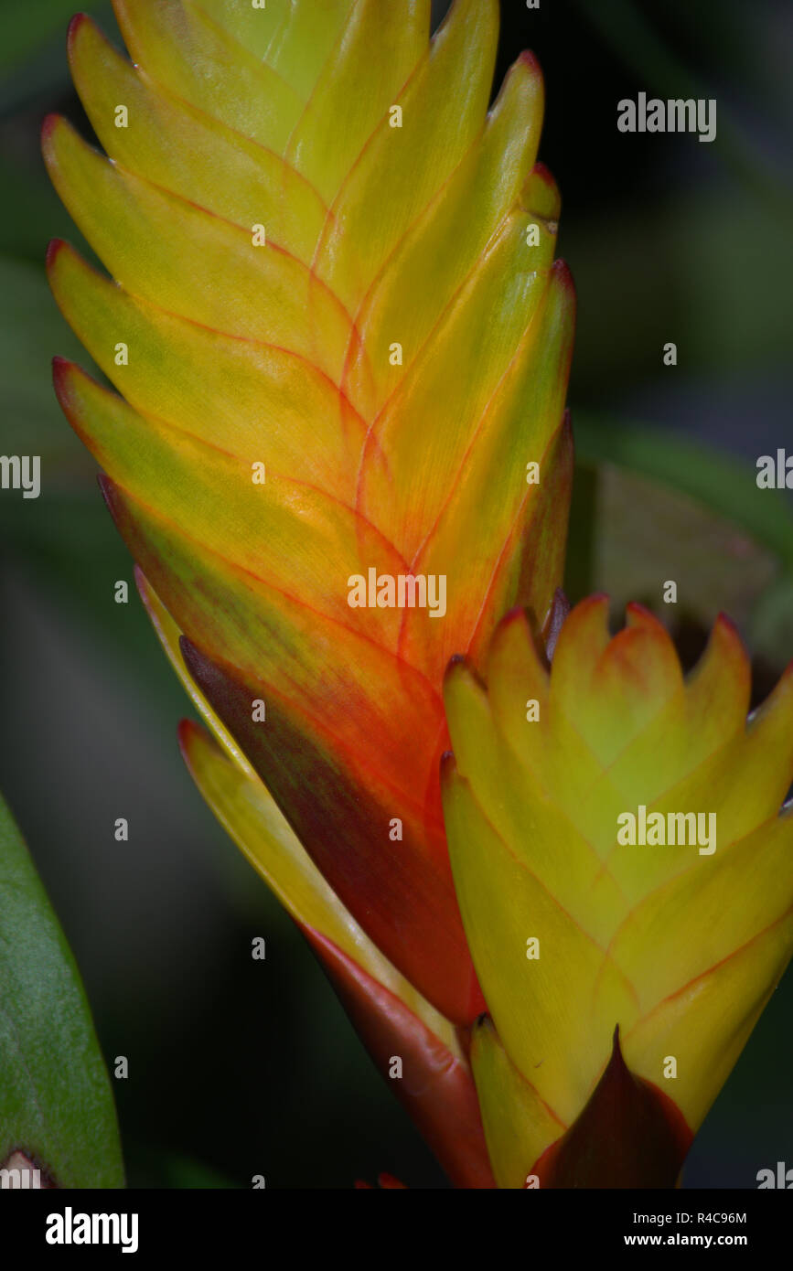 Heliconia Flowers Stock Photos & Heliconia Flowers Stock Images - Alamy