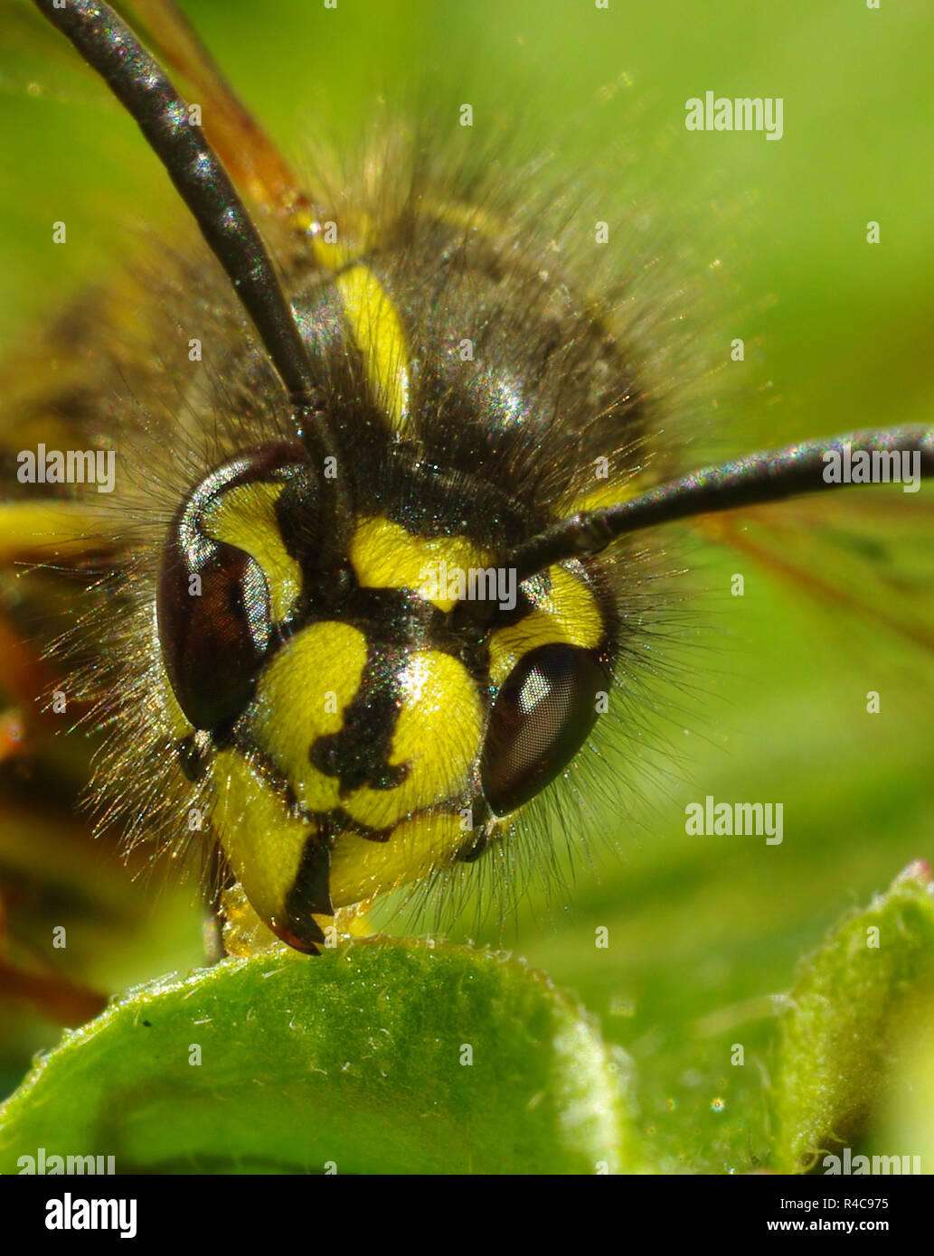 wasp head with the big insect eyes,head with the big eyes of the common ...