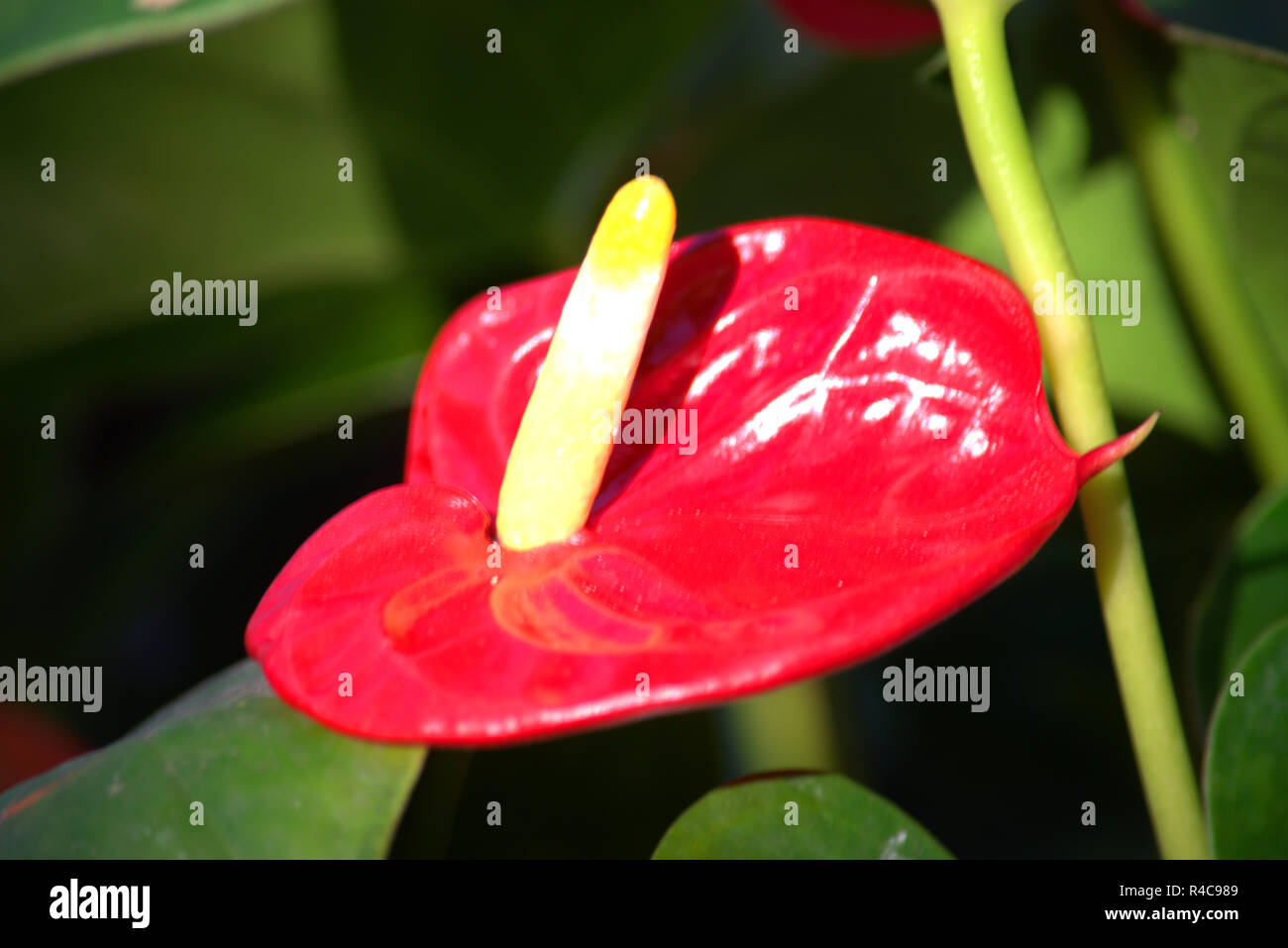 Spathiphyllum Flower High Resolution Stock Photography and Images - Alamy