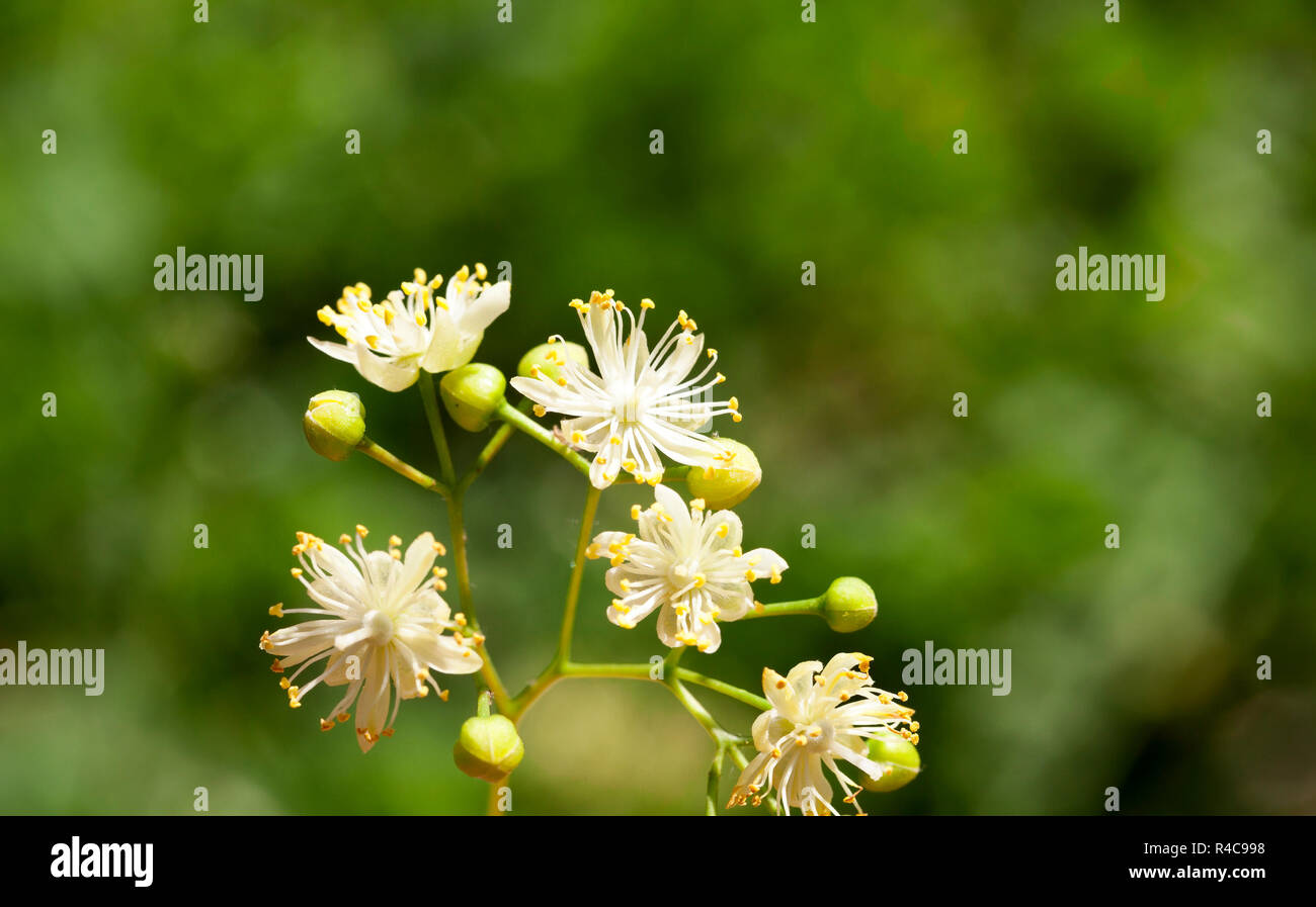 flowering linden trees Stock Photo - Alamy
