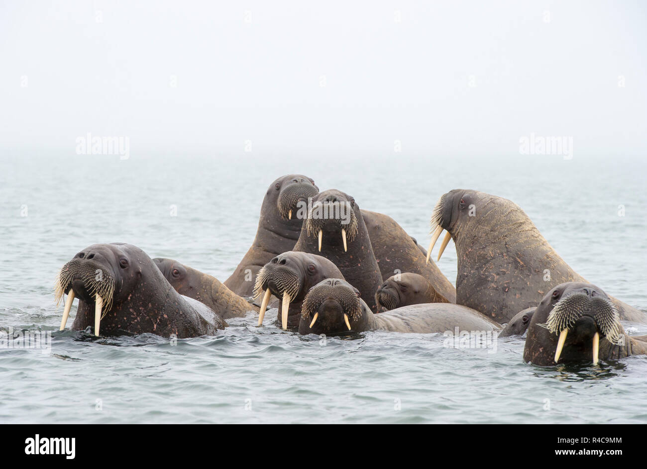 Walruses in the water Stock Photo - Alamy