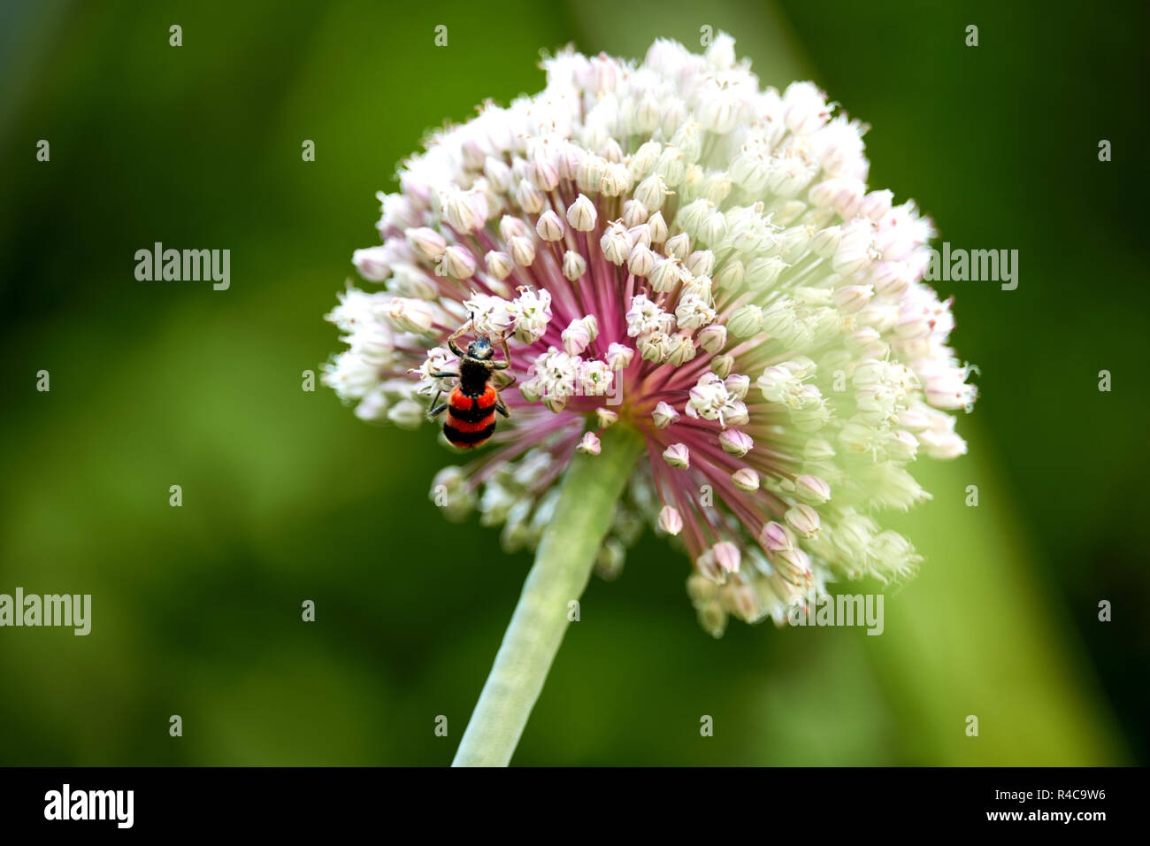 Insect climbing on a flower Stock Photo - Alamy