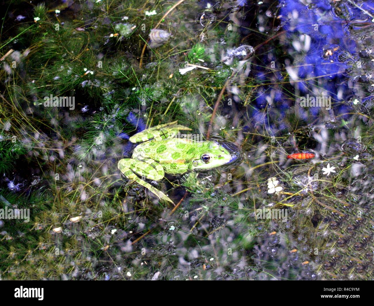 Aerial top view lake middle hi-res stock photography and images - Alamy