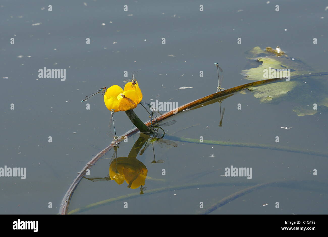 insect platycnemis pennipes mating on water background Stock Photo - Alamy