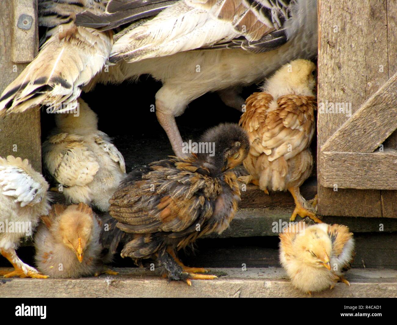 Hen with little chicken entering in a kennel. Close up Stock Photo - Alamy