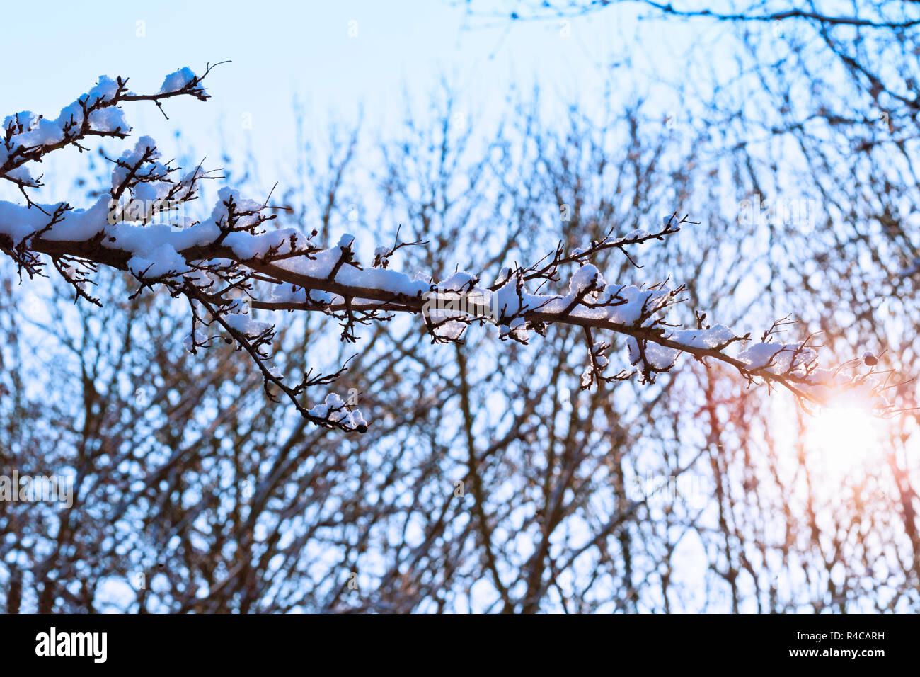 Sun breaking through pine trees hi-res stock photography and images - Alamy