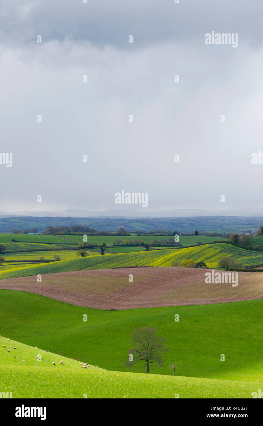Devon landscape. Beautiful rolling hills landscape of Mid Devon in ...
