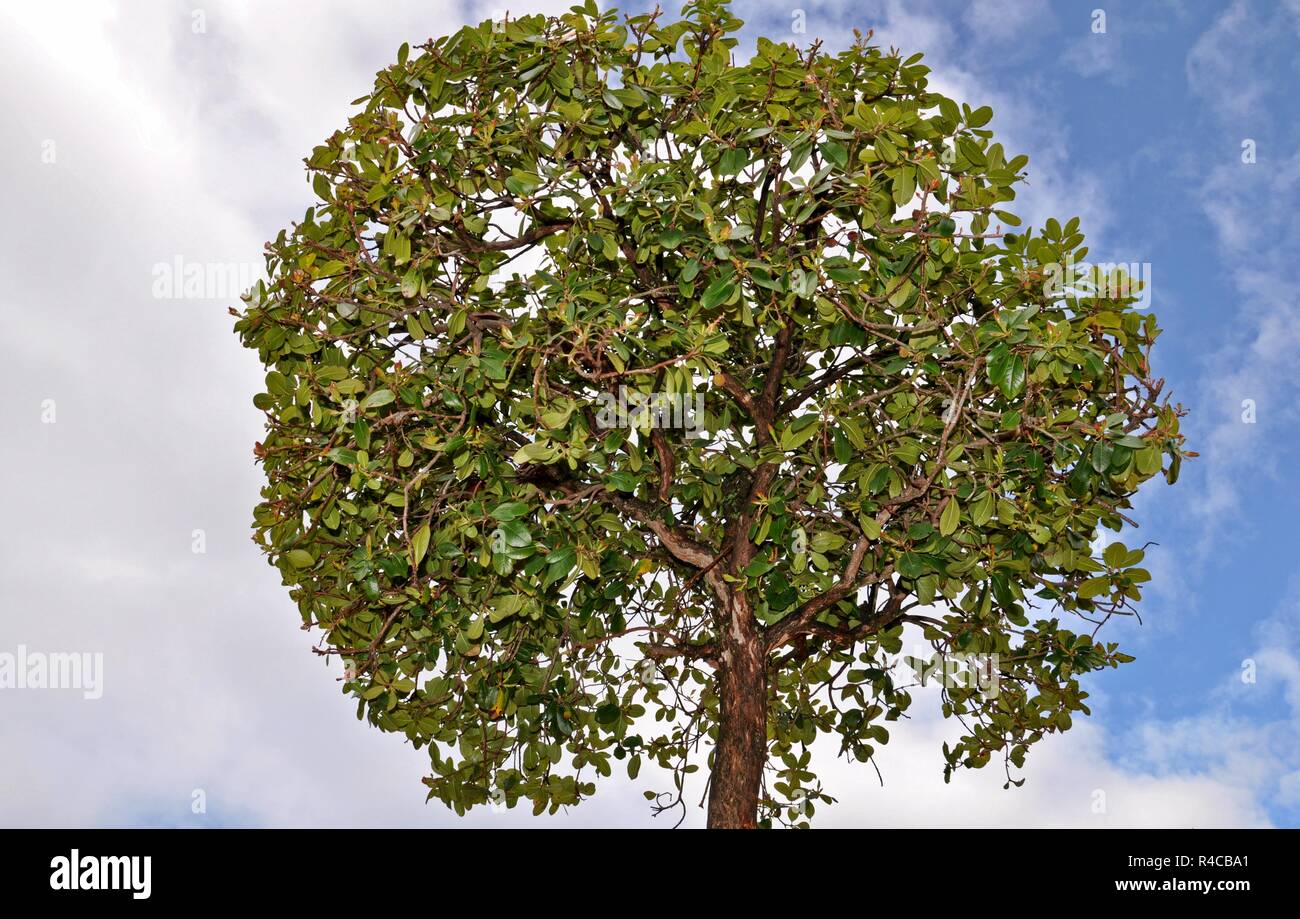 Bottom view of a green tree with round crown and the cloudy sky ...
