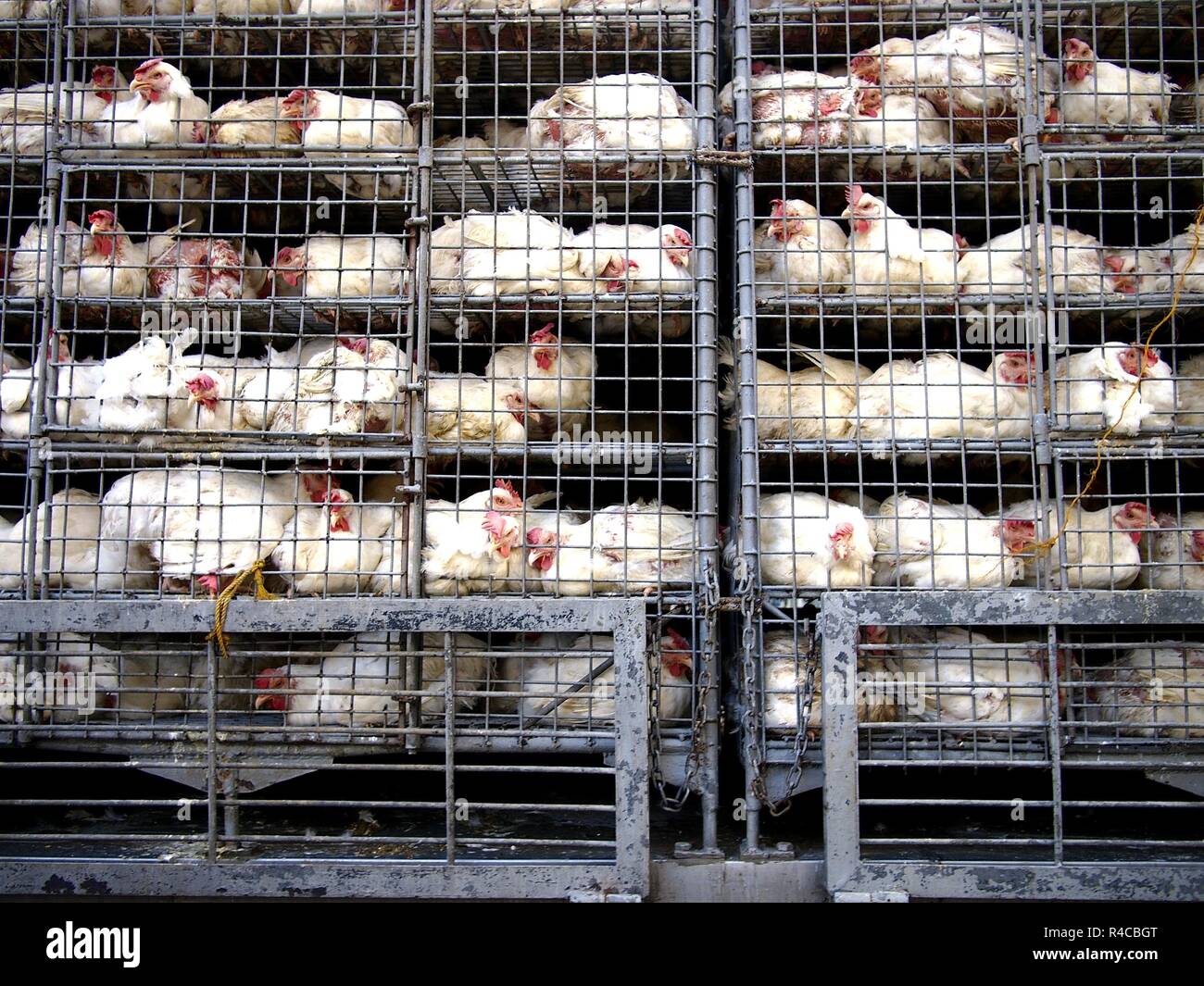 Chicken Poultry Truck High Resolution Stock Photography and Images - Alamy