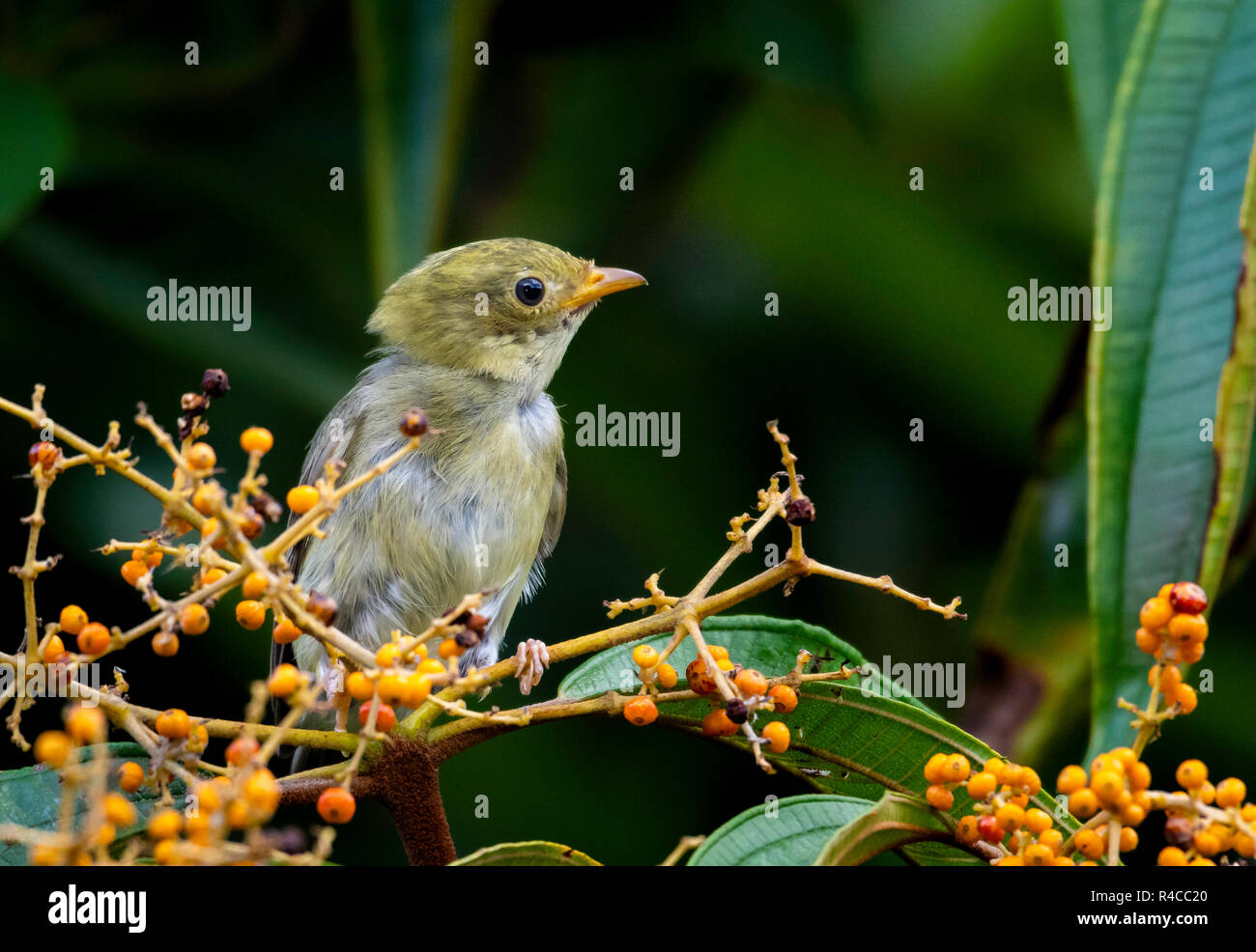 Green headed manakin hi-res stock photography and images - Alamy
