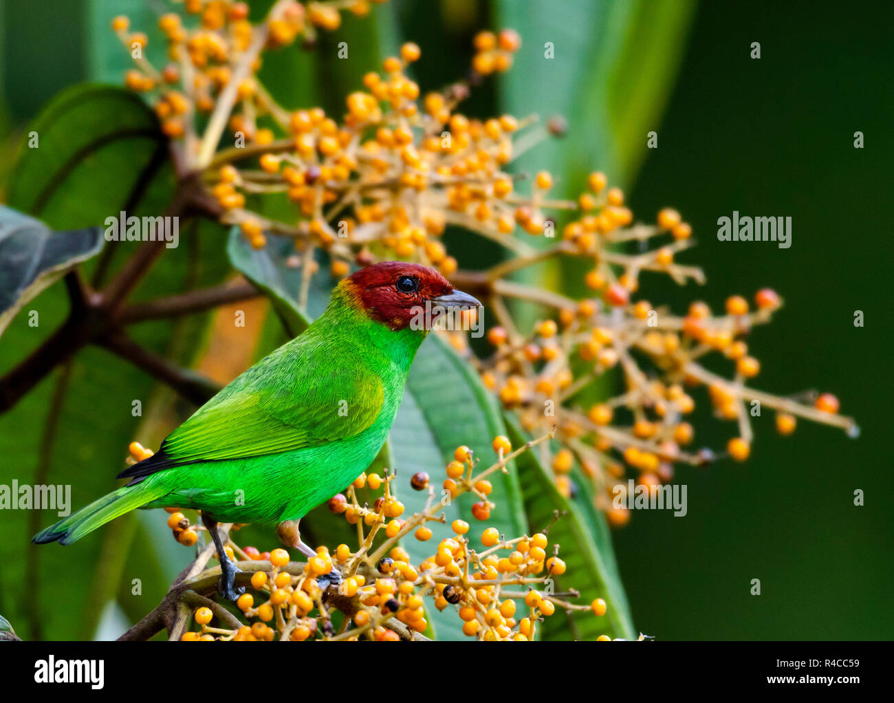 A Bay Headed Tanager, Tangara gyrola, perches in a Miconia tree in the ...
