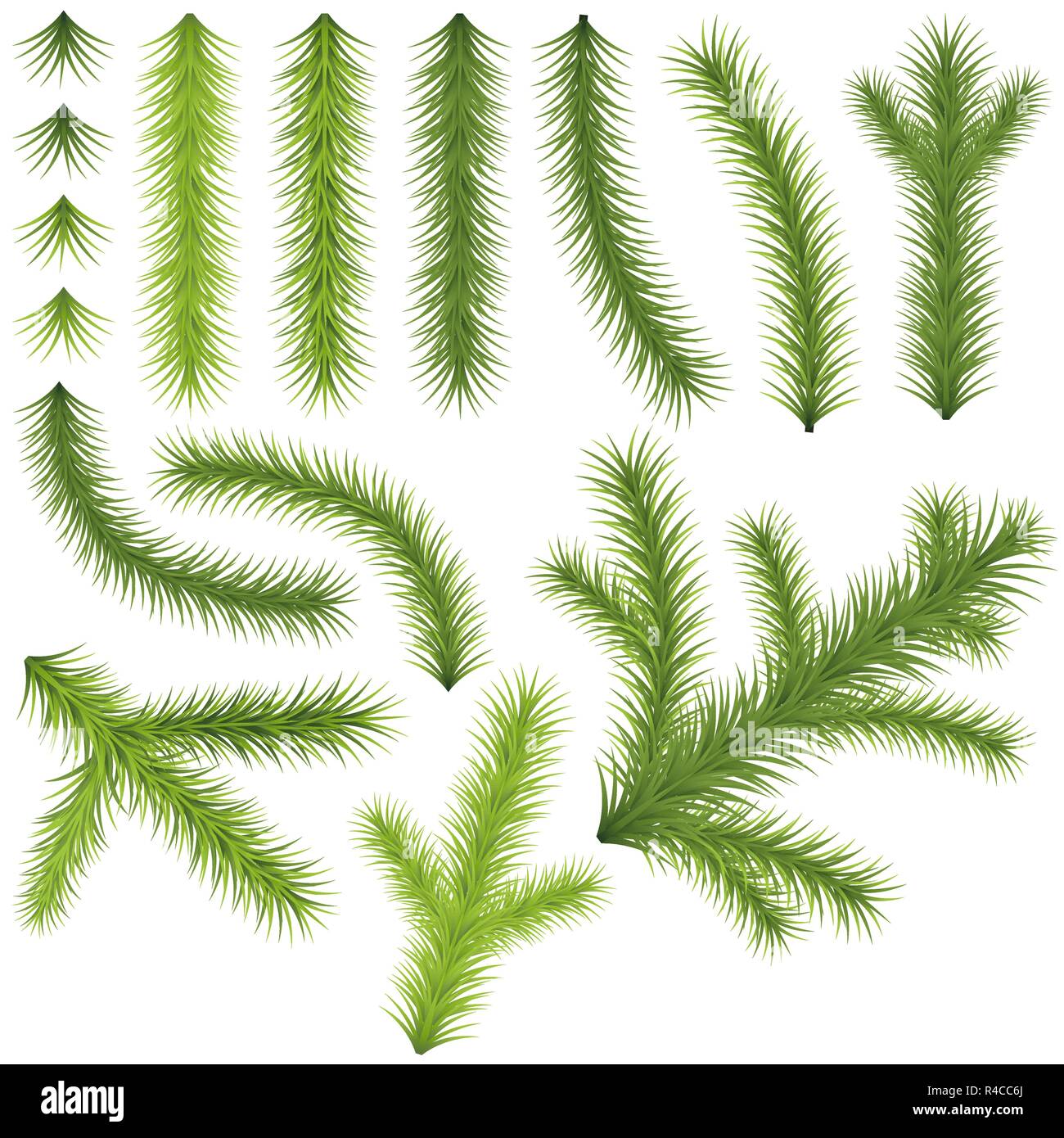Coniferous branch isolate Stock Vector Images - Alamy