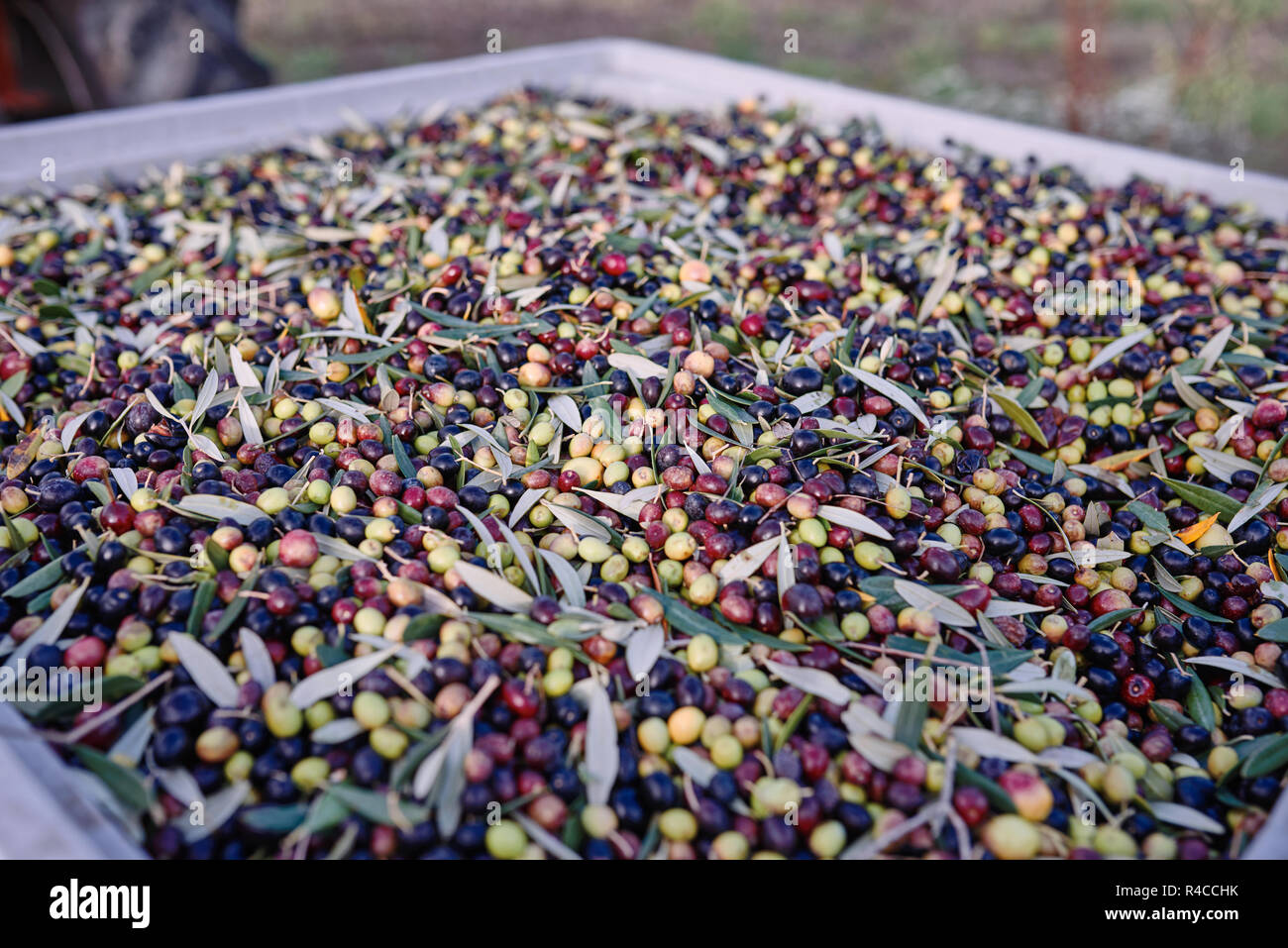 Baskets with Full harvest of olives from Italian Organic Farm Stock ...