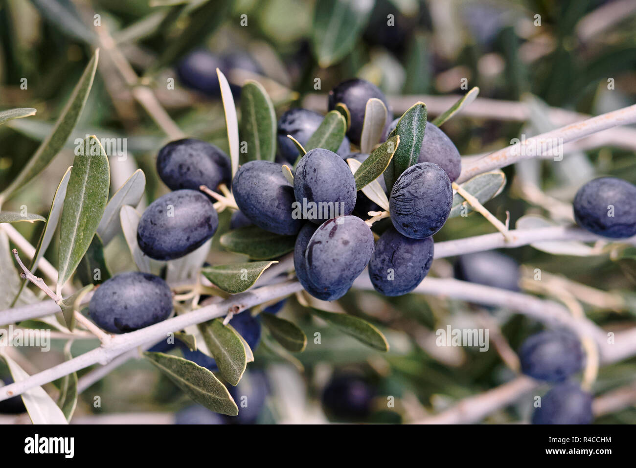 Olive tree farm hi-res stock photography and images - Alamy