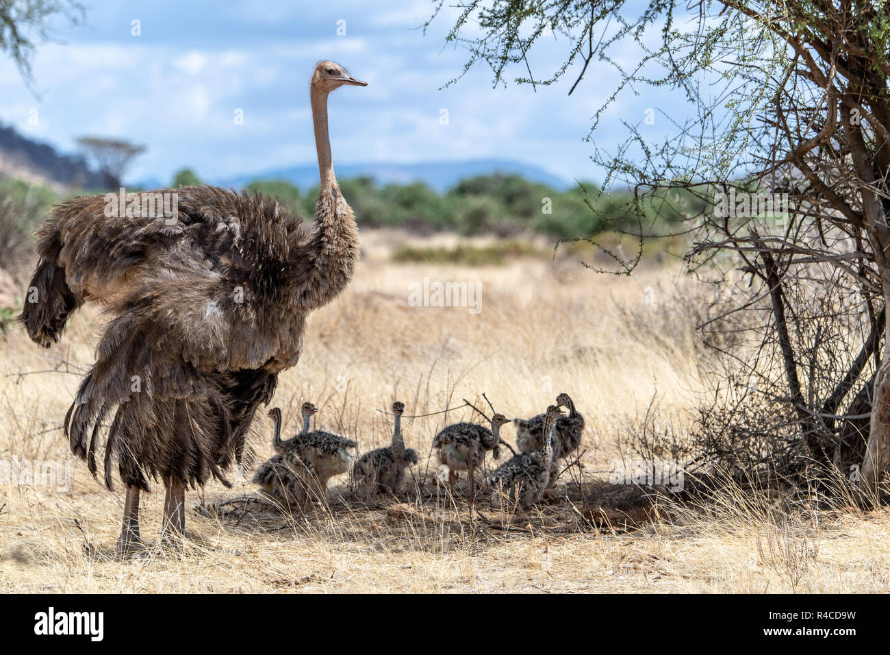 Common ostrich mother & chicks (Struthio camelus) in Kenya, eastern ...