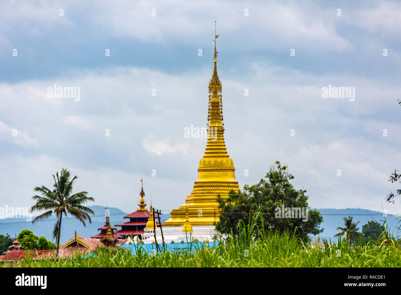 Burma reed hi-res stock photography and images - Alamy