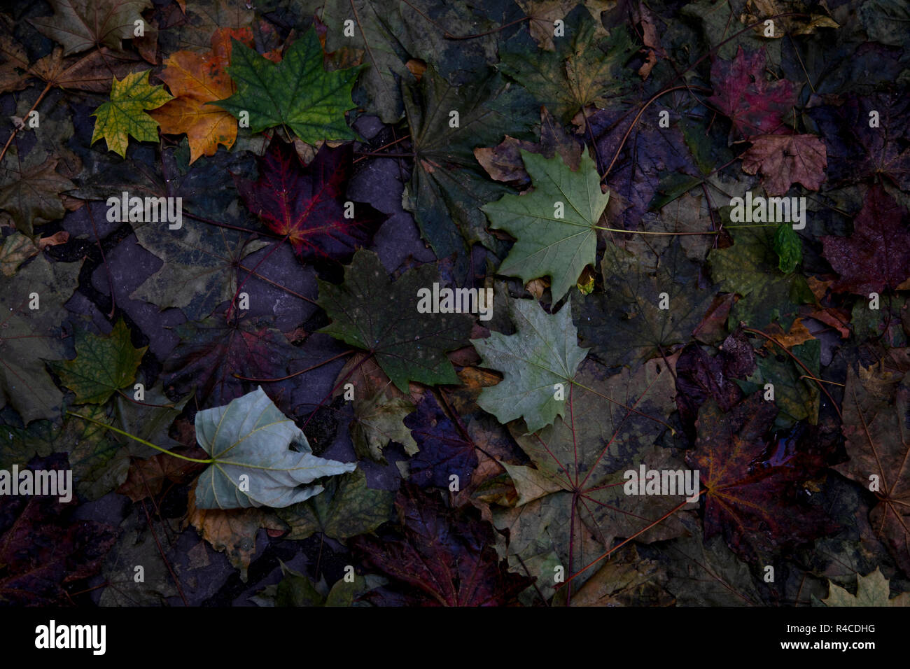 Dead leaves hi-res stock photography and images - Alamy