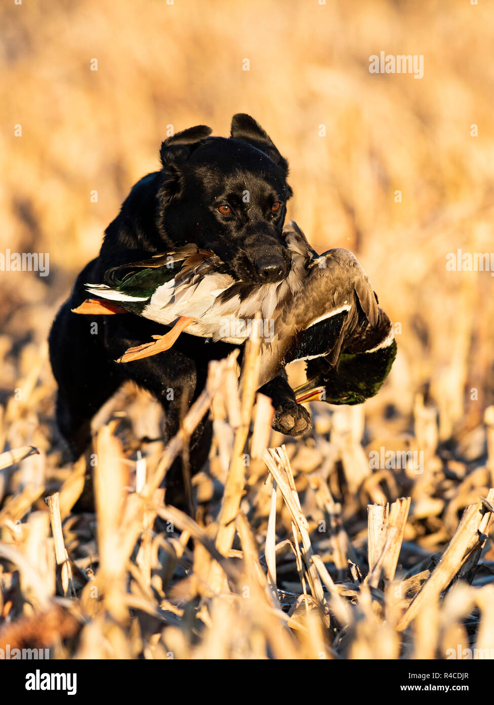 A Black Lab with a Drake Mallard Duck Stock Photo - Alamy
