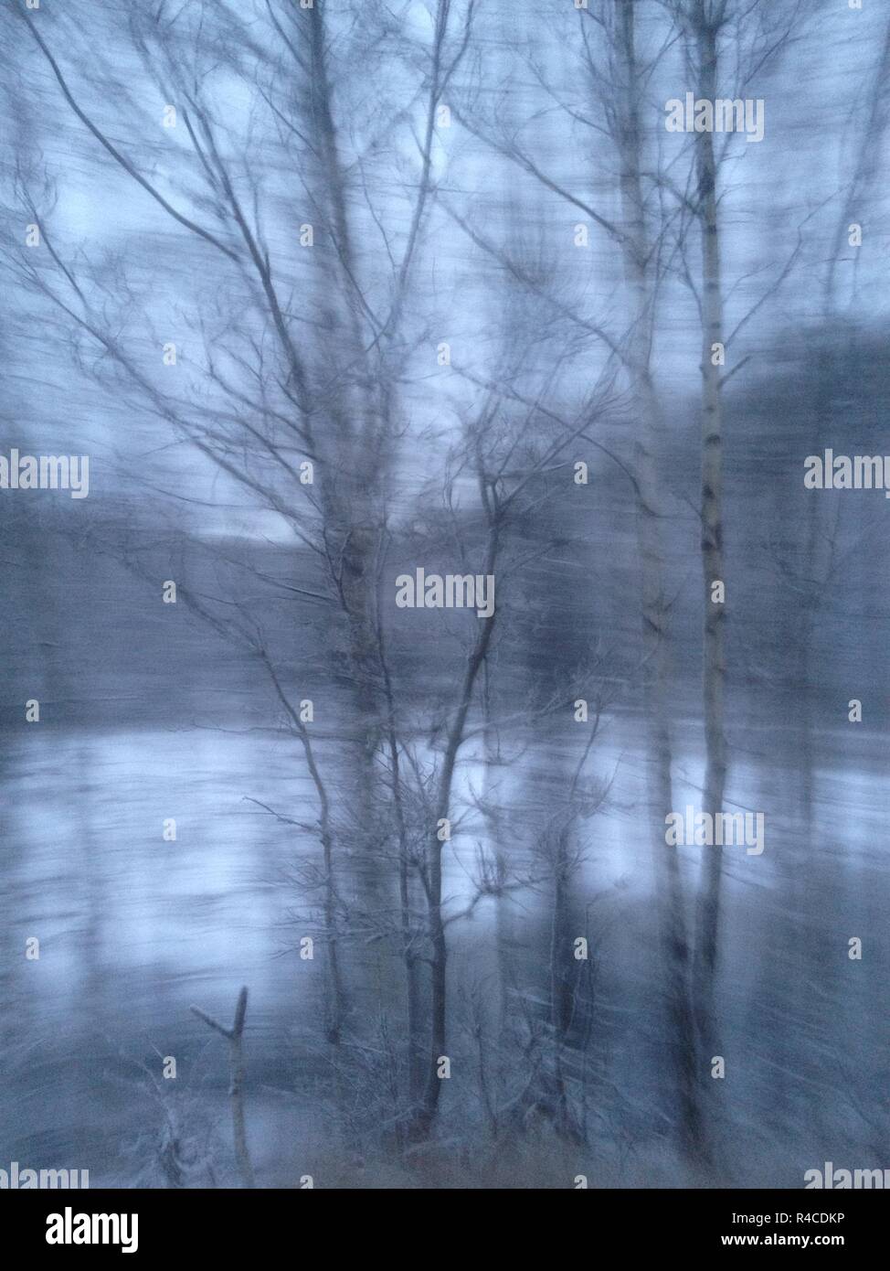 Birch trees snow hi-res stock photography and images - Alamy