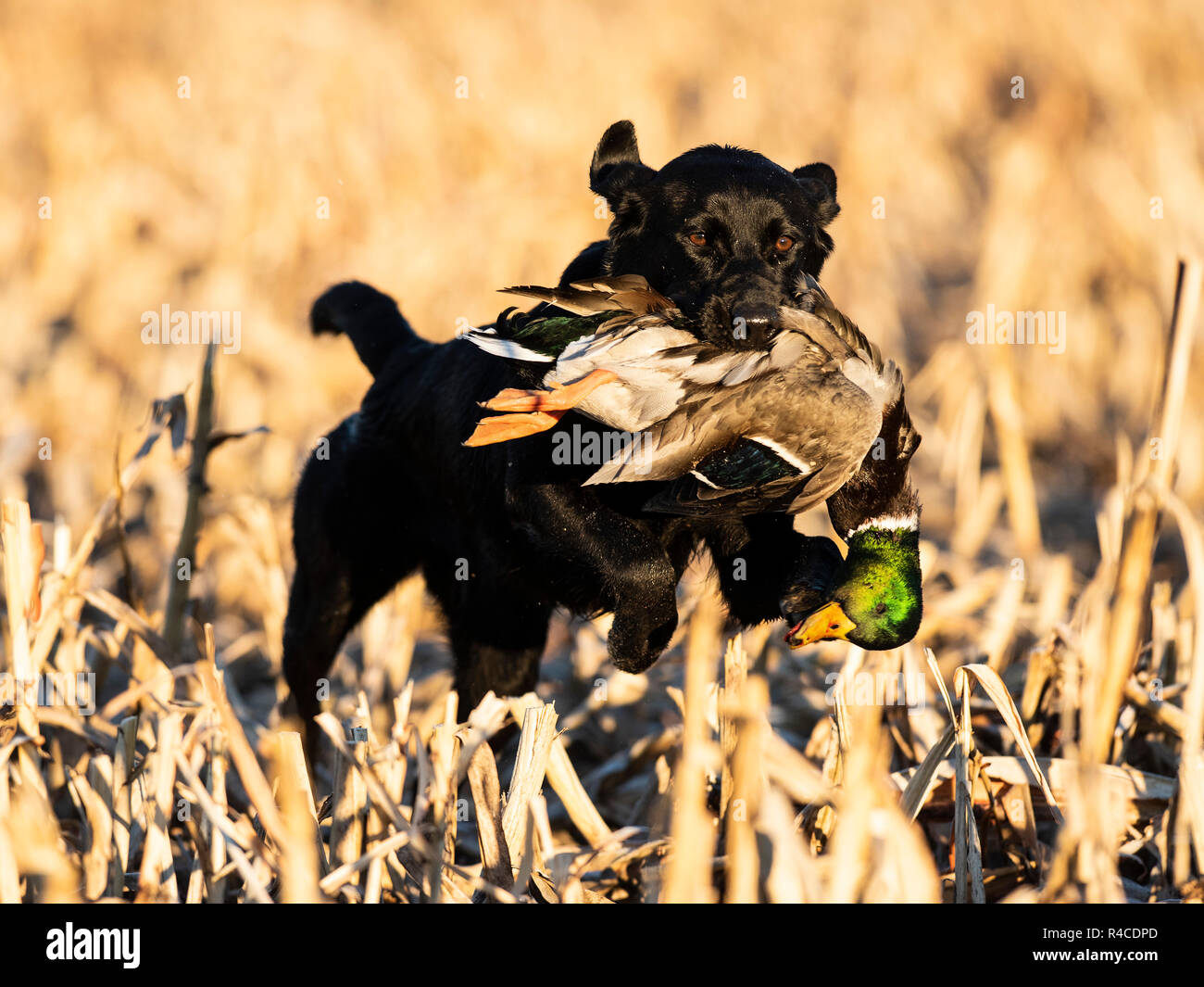 Labrador retriever holding duck hi-res stock photography and images - Alamy