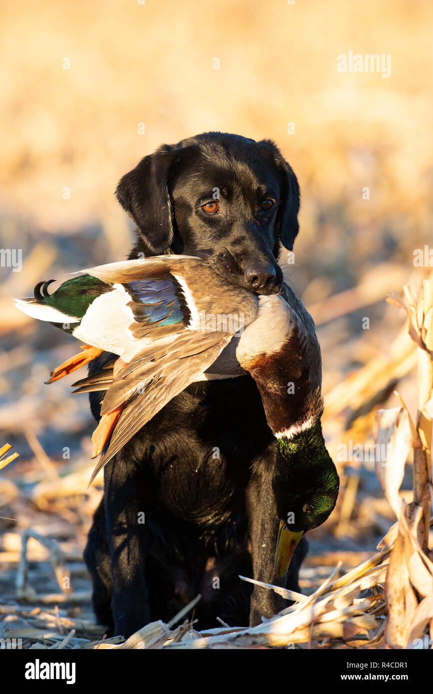 Labrador retriever holding duck hi-res stock photography and images - Alamy