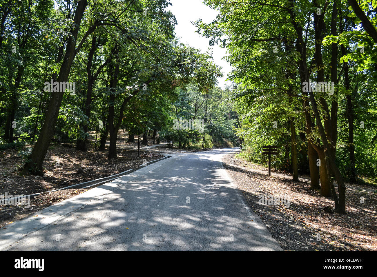 Forest road view hi-res stock photography and images - Alamy