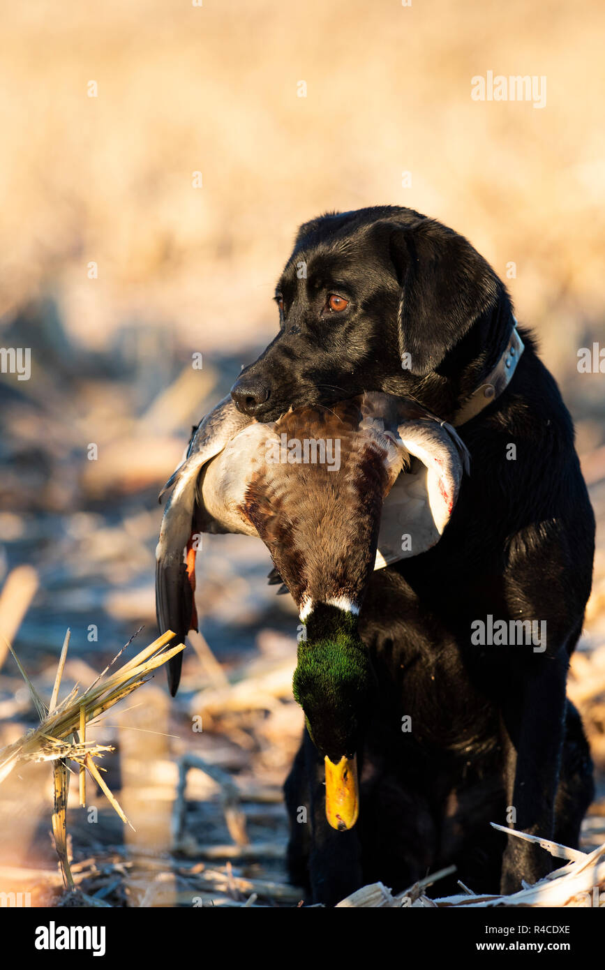 A Black Lab with a Drake Mallard Duck Stock Photo - Alamy
