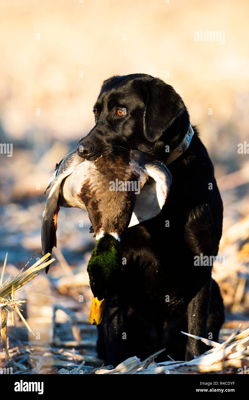 A Black Lab with a Drake Mallard Duck Stock Photo - Alamy