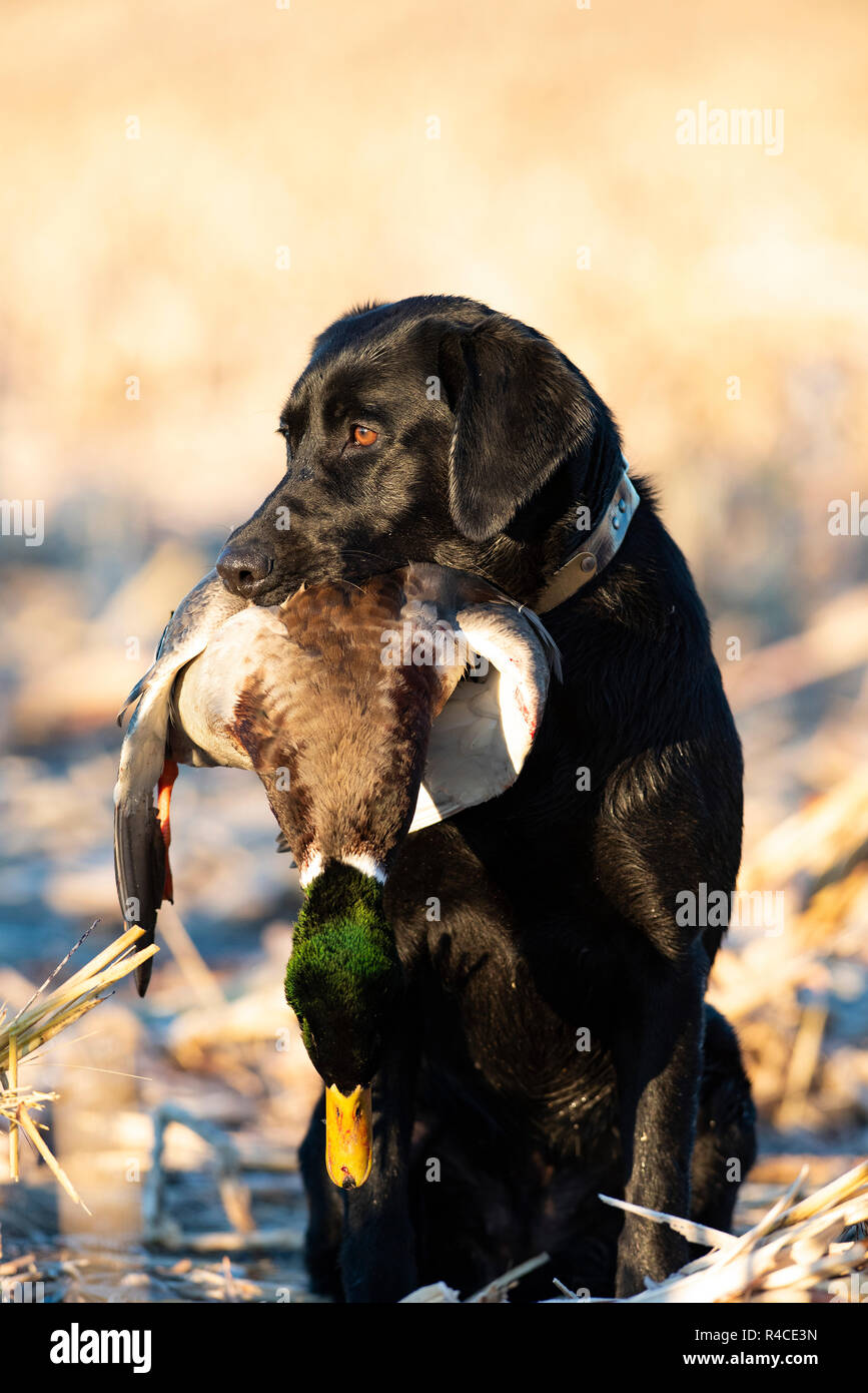 Labrador retriever holding duck hi-res stock photography and images - Alamy