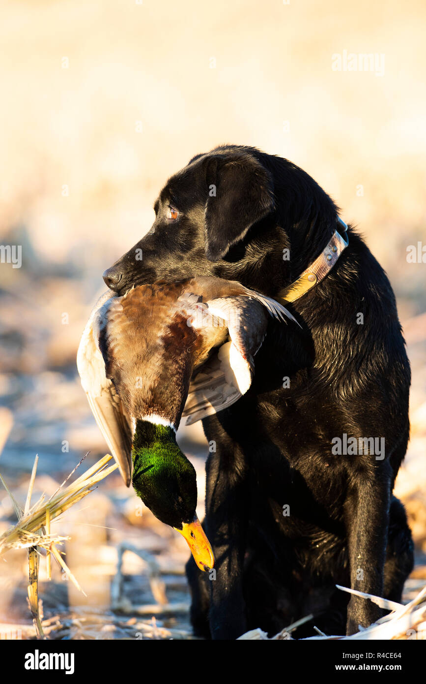 Labrador retriever holding duck hi-res stock photography and images - Alamy