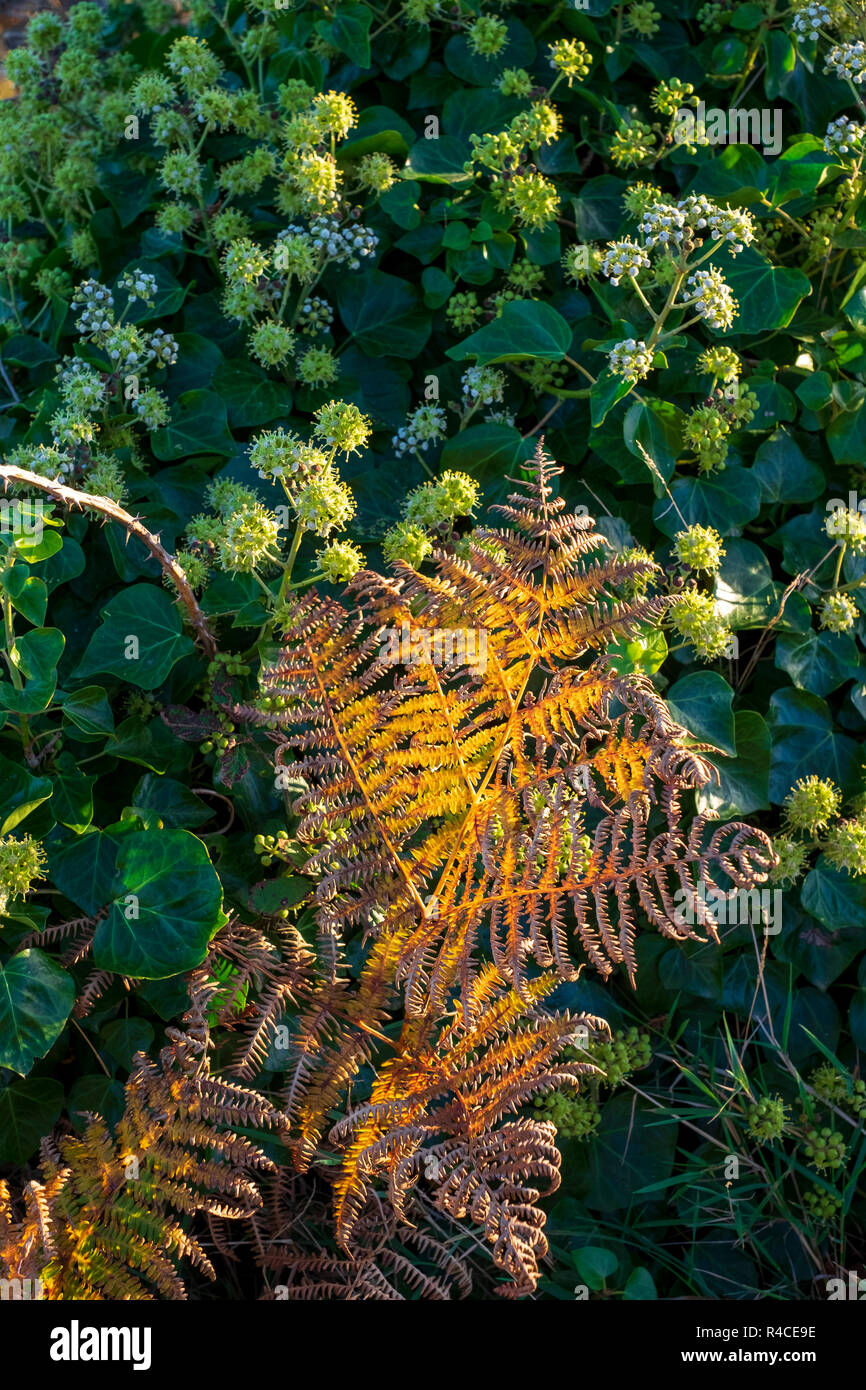 Autumnal Bracken fronds and Ivy flowers Stock Photo - Alamy