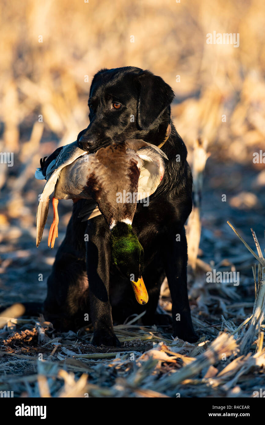 Labrador retriever holding duck hi-res stock photography and images - Alamy