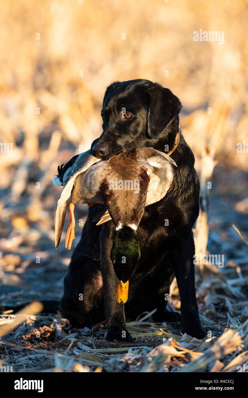 Labrador retriever holding duck hi-res stock photography and images - Alamy