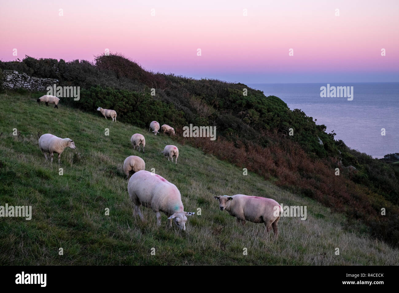 Devon sheep farm hi-res stock photography and images - Alamy