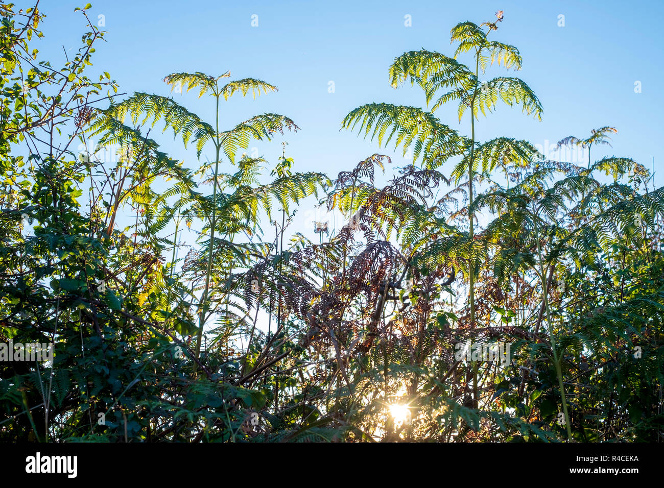 Hedgerow fern sunlight hi-res stock photography and images - Alamy