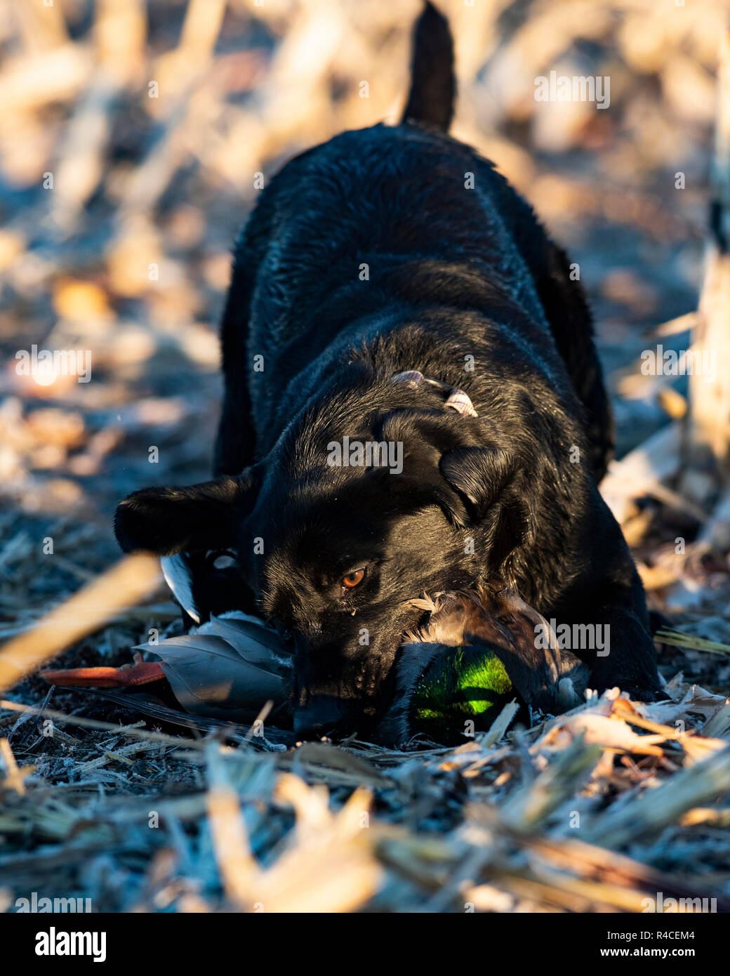 A Black Lab with a Drake Mallard Duck Stock Photo - Alamy