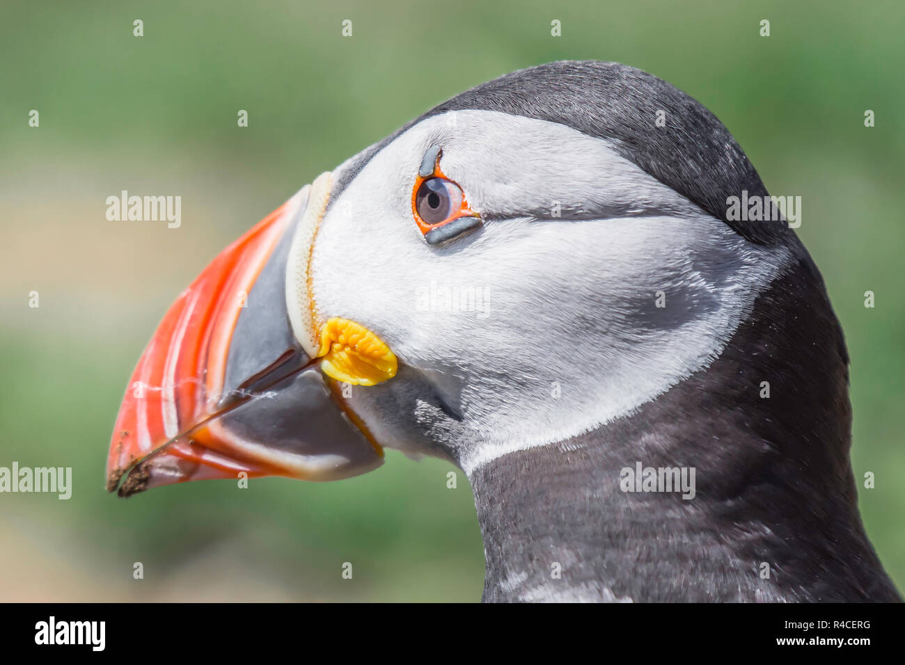 Wildlife photography UK.Close up, profile portrait of Atlantic puffin ...