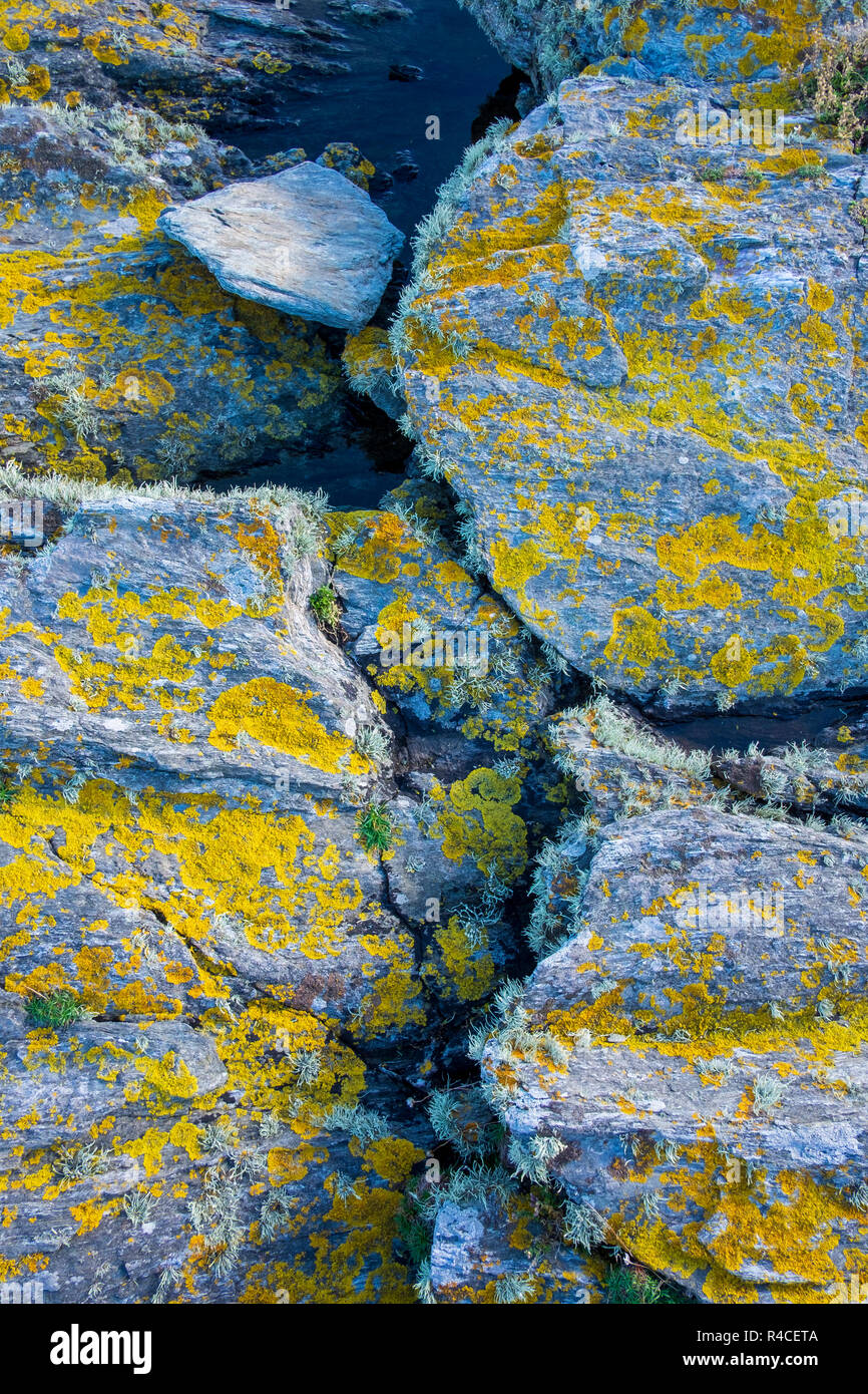 Sand lichens hi-res stock photography and images - Alamy