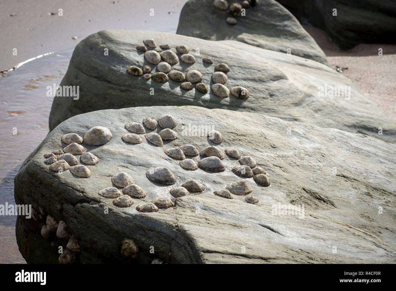 Common Limpet (Patella vulgata) on rocks at the beach Stock Photo - Alamy