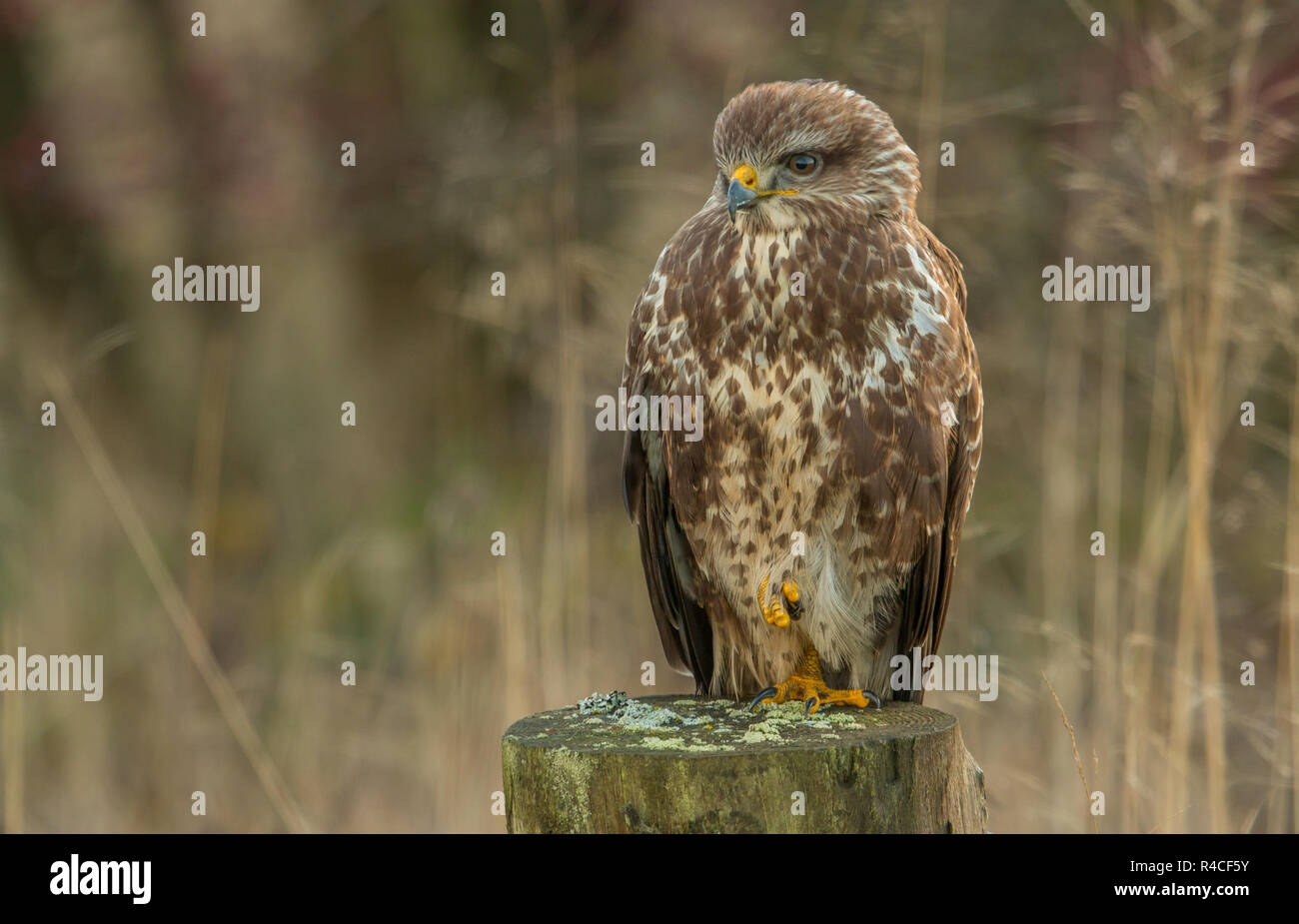 Common buzzard buteo hawk raptor bird of prey glasgow scotland hi-res ...