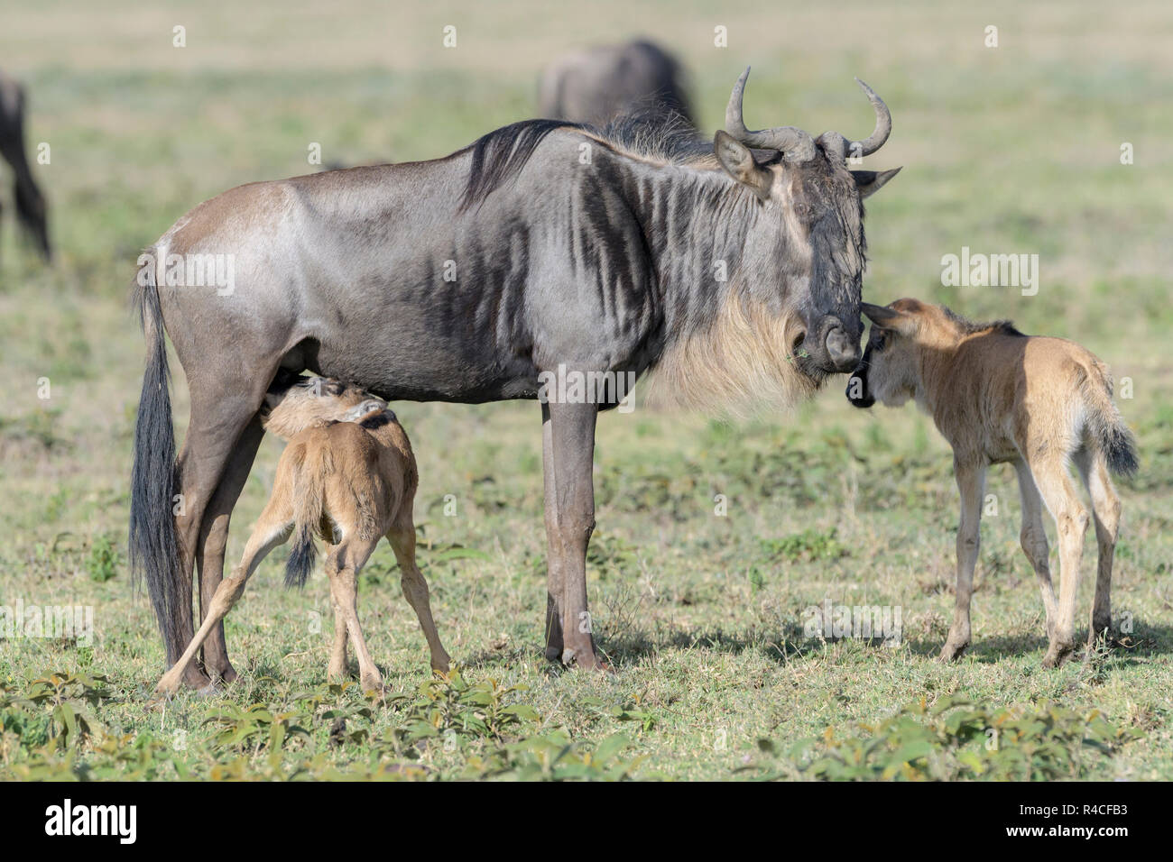 Nursing area hi-res stock photography and images - Alamy
