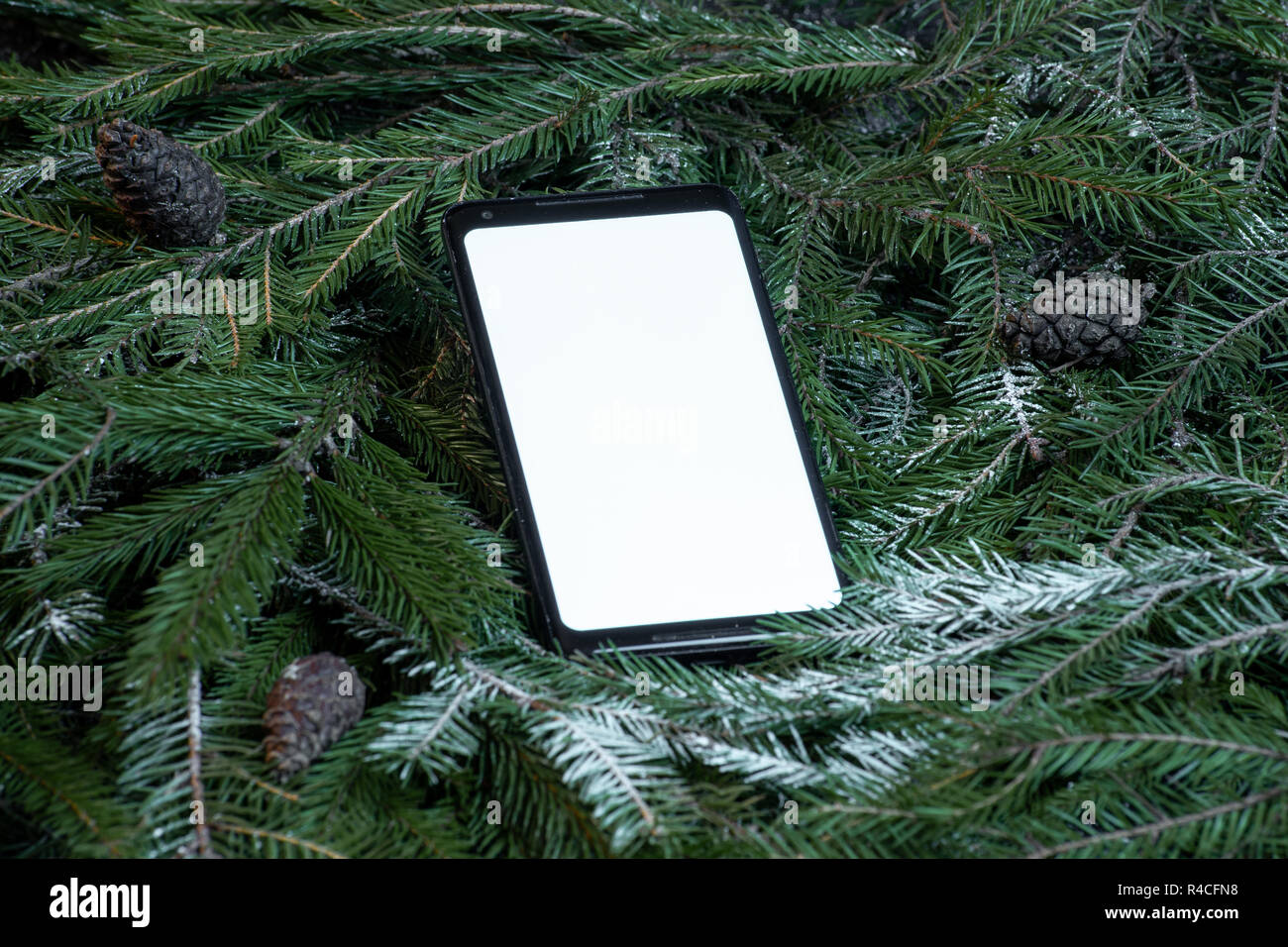 Mobile phone with blank screen on christmas tree branches with frost ...