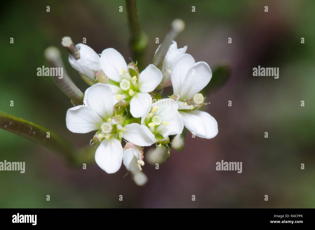 Hairy Bittercress, Cardamine hirsuta Stock Photo - Alamy