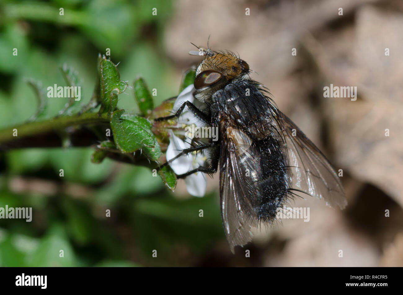 Gonia sp hi-res stock photography and images - Alamy