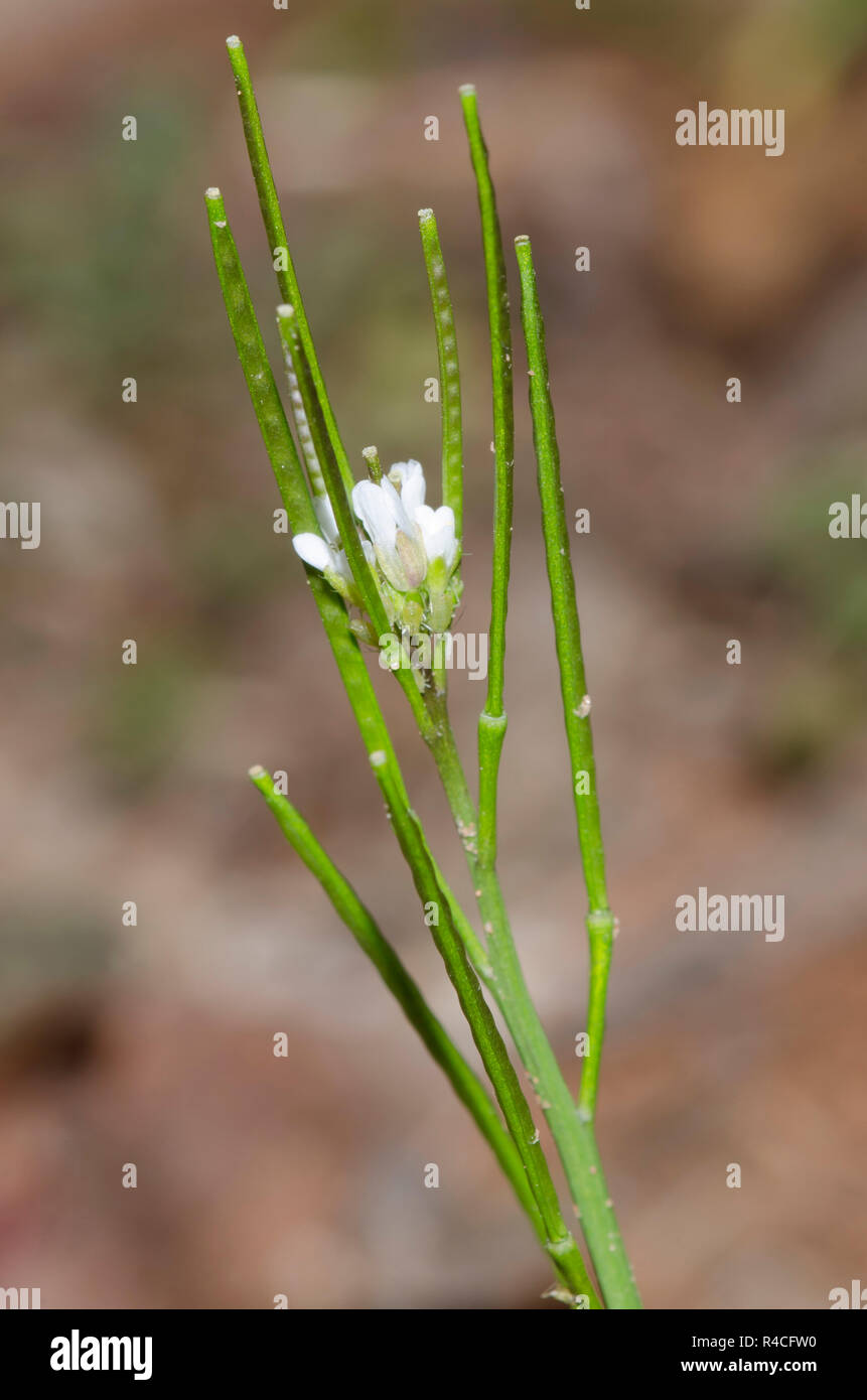 Hairy Bittercress, Cardamine hirsuta Stock Photo - Alamy