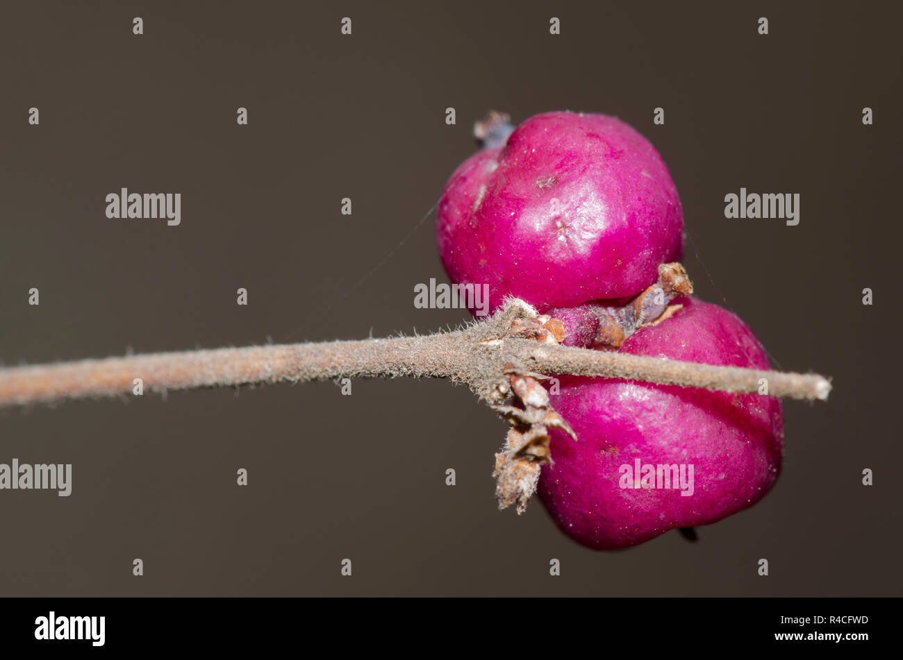 Coralberry hi-res stock photography and images - Alamy