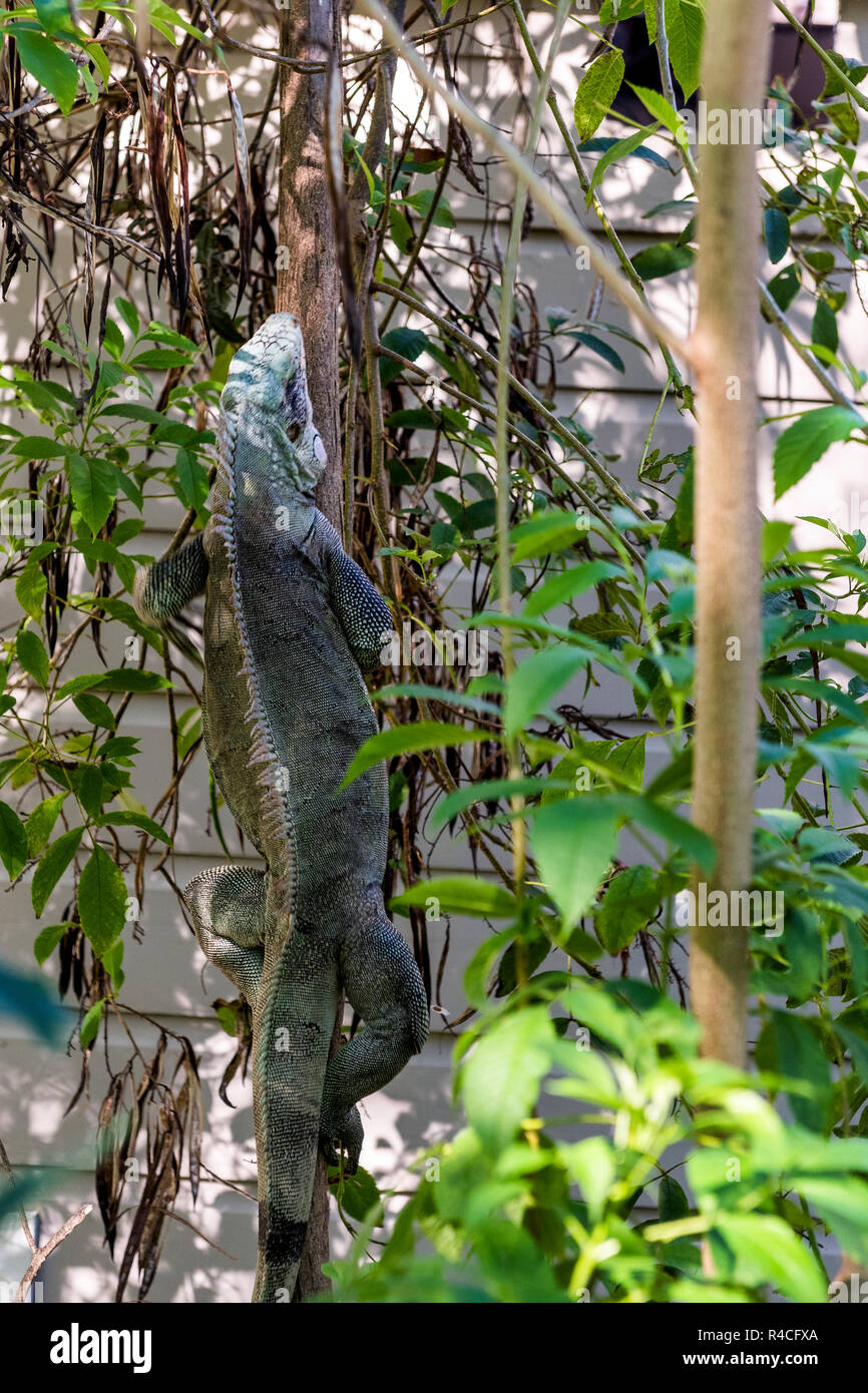 A green Iguana tree climbing in Grenada Stock Photo - Alamy