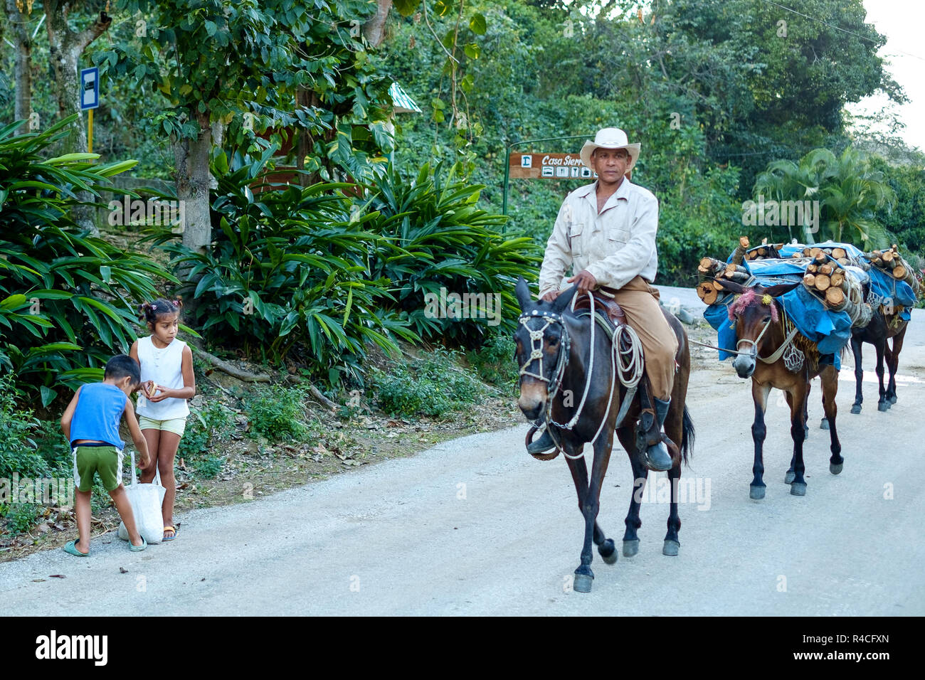 Man and Donkeys in the Parque Nacional Turquino, Sierra Maestra, Cuba ...